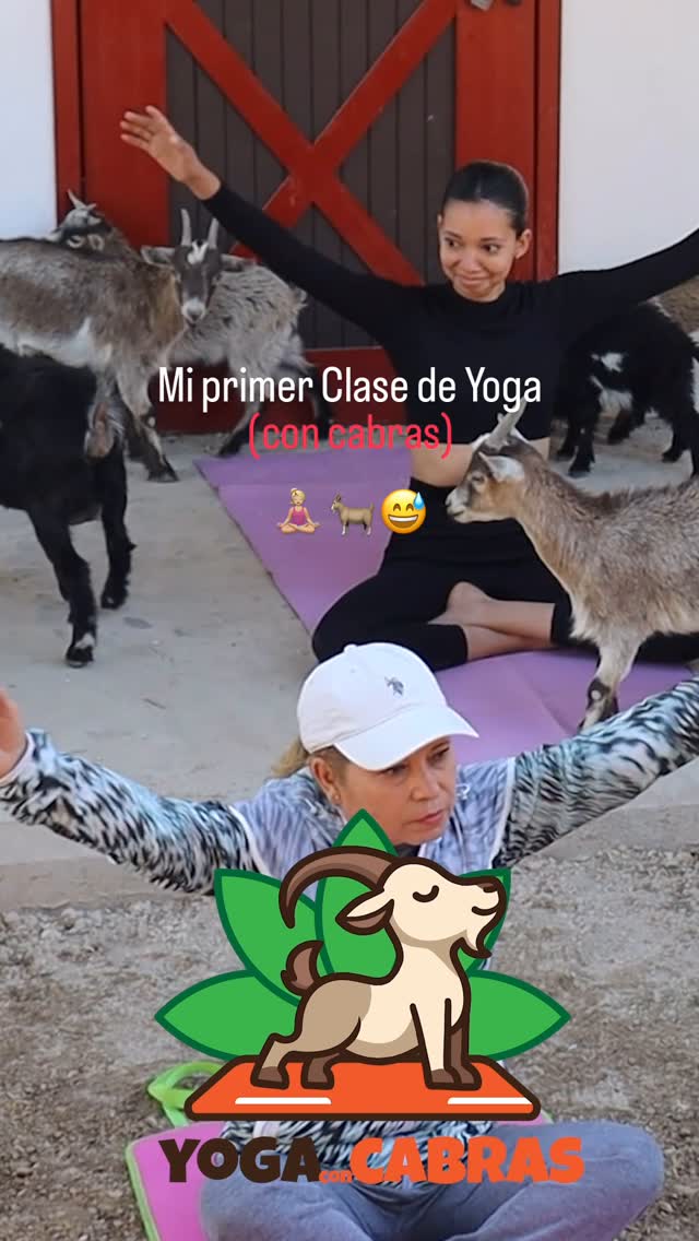 Enjoy A Professional Goat Yoga Class: A Unique Experience! - Zoológico ...