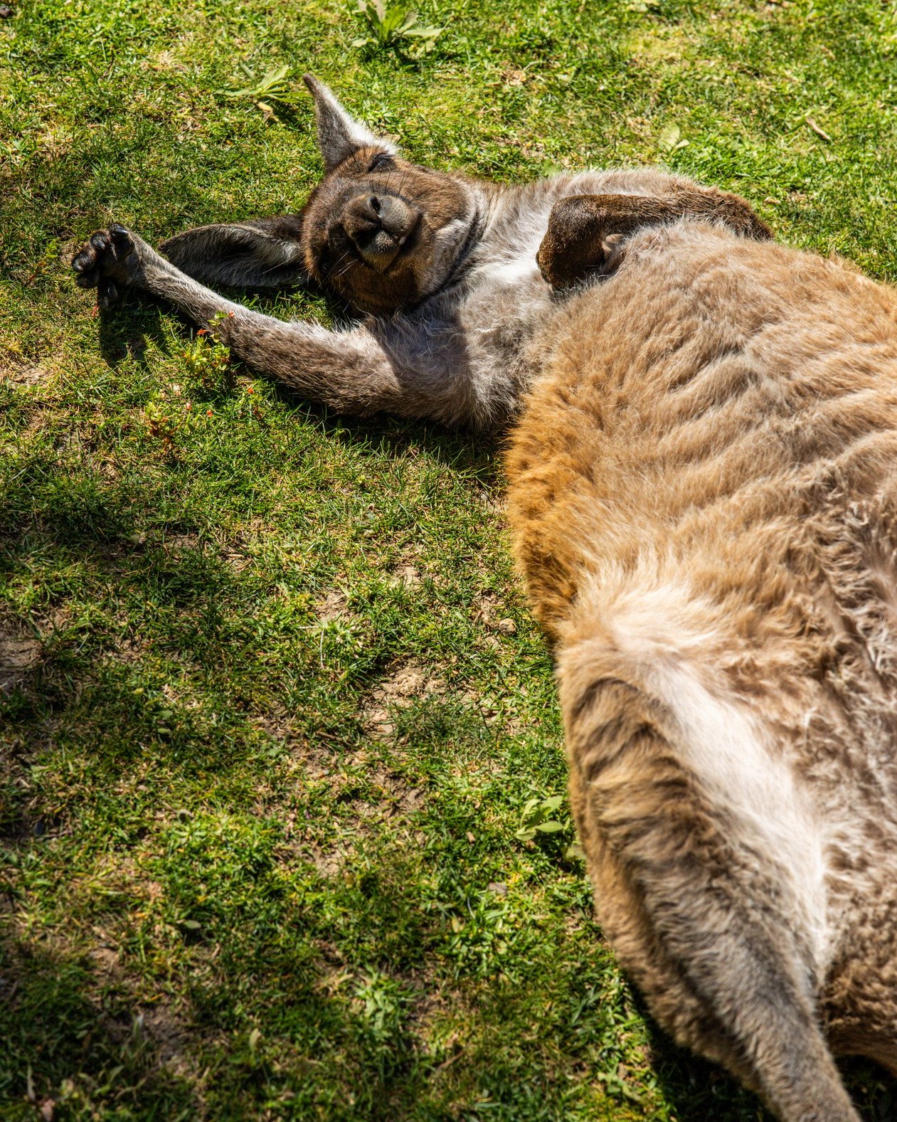 What Do Kangaroos Dream About? - Zoos - USA - California - Santa ...