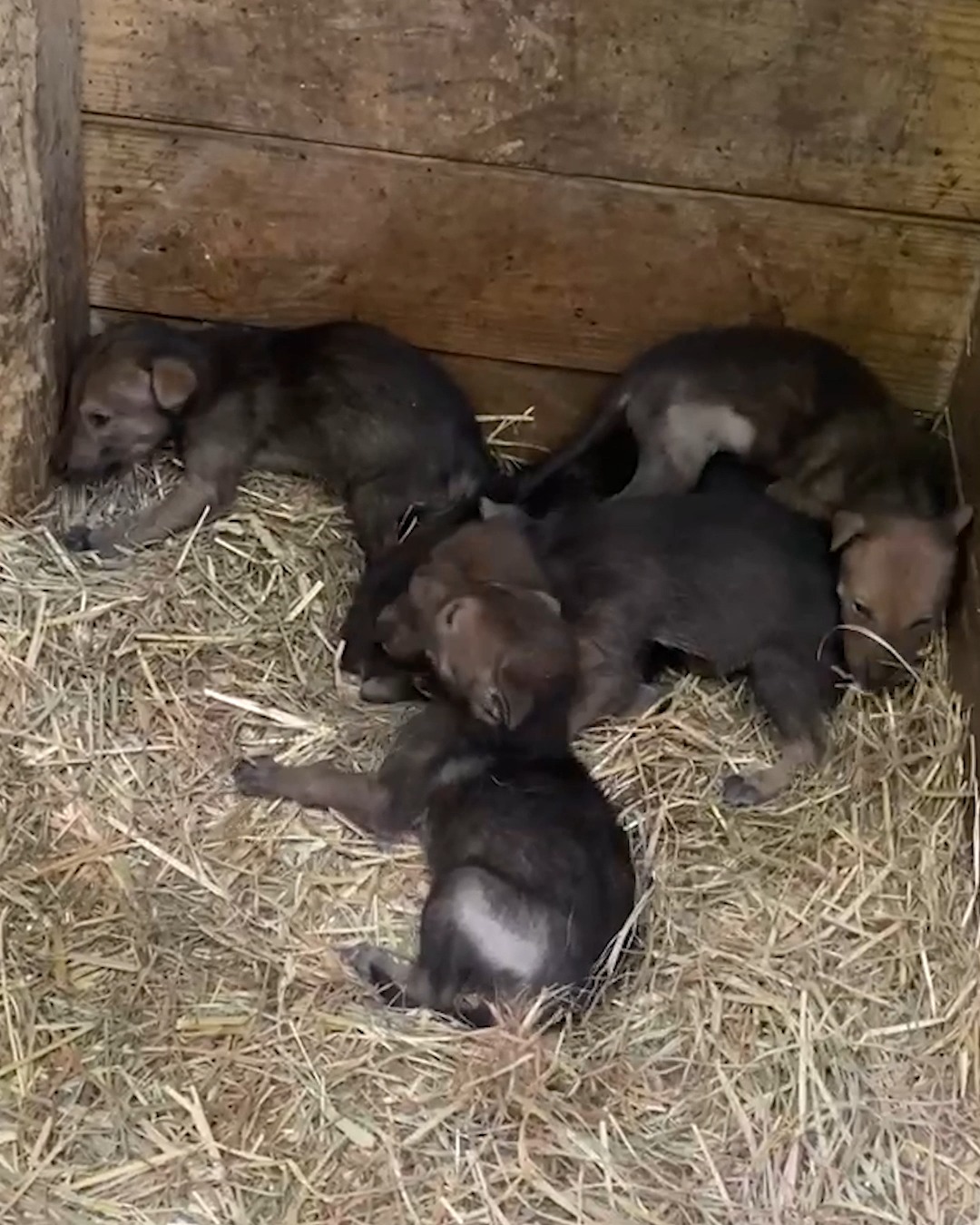 Red Wolf Update: Earth Day Pups Reach A Major Milestone - Zoo Knoxville ...