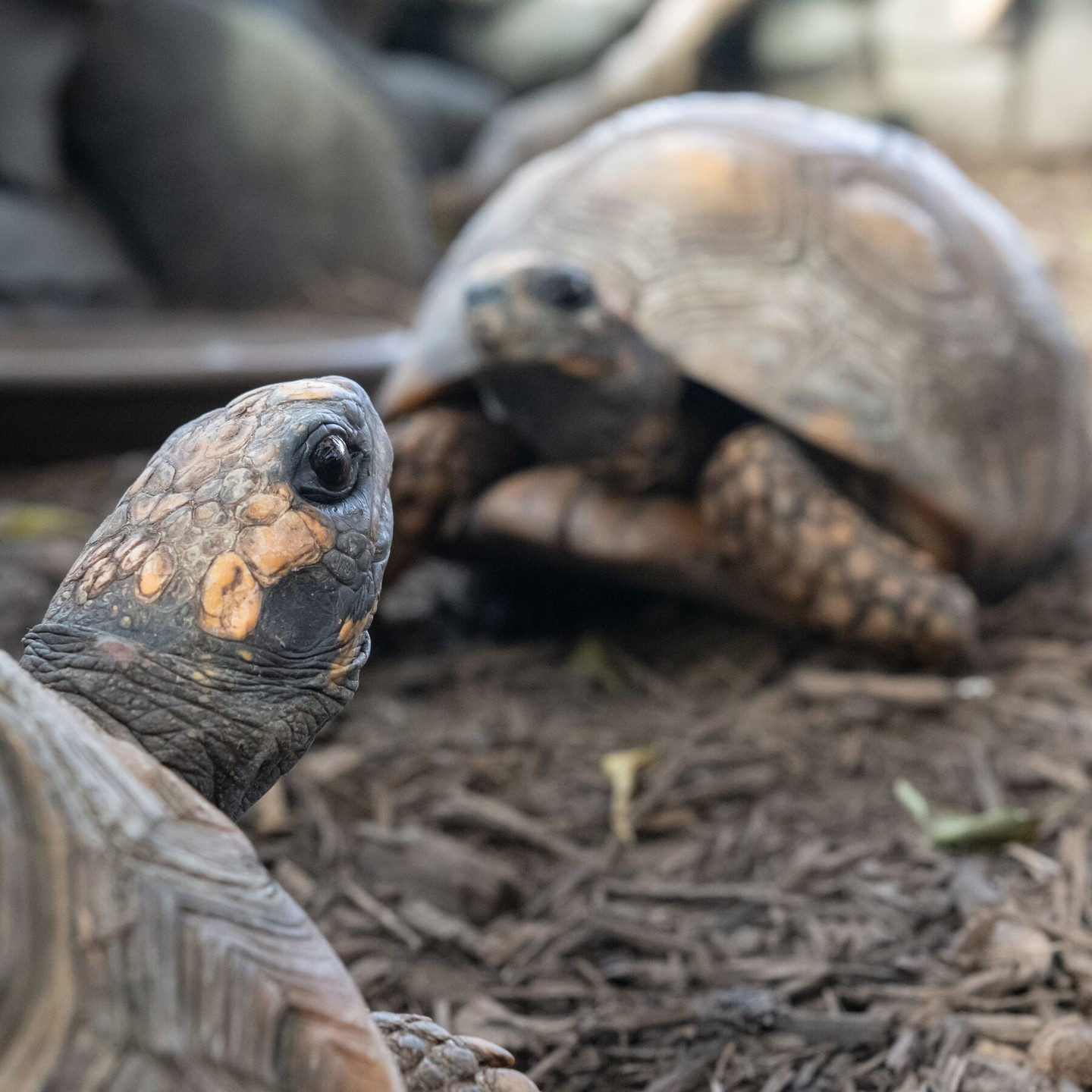 Celebrate World Turtle Day With Our Remarkable Residents! - Zoos - USA ...