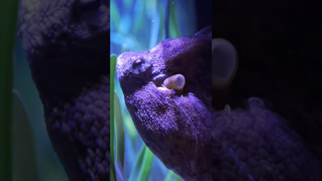 Meet Román: A Charismatic Octopus - Oceanogràfic Valencia Zoo Guide