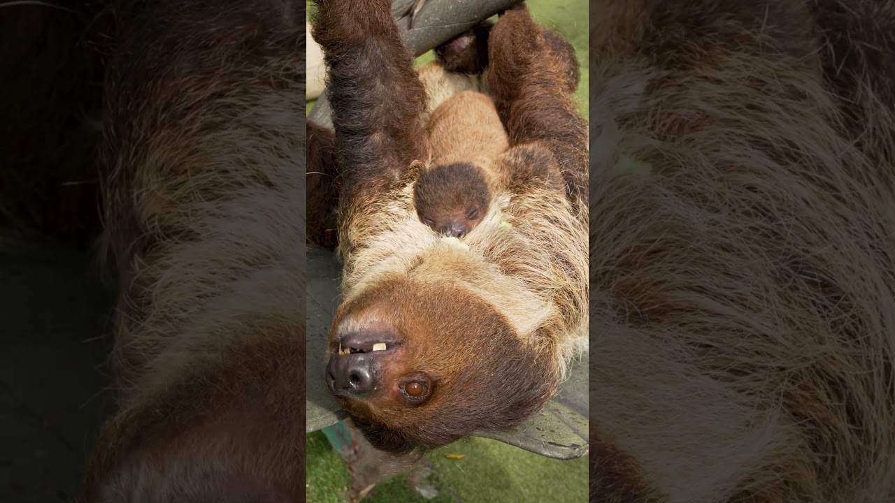 The Season For Baby Animals: Tiny Hooves And Leggy Littles 💚 - Zoos ...