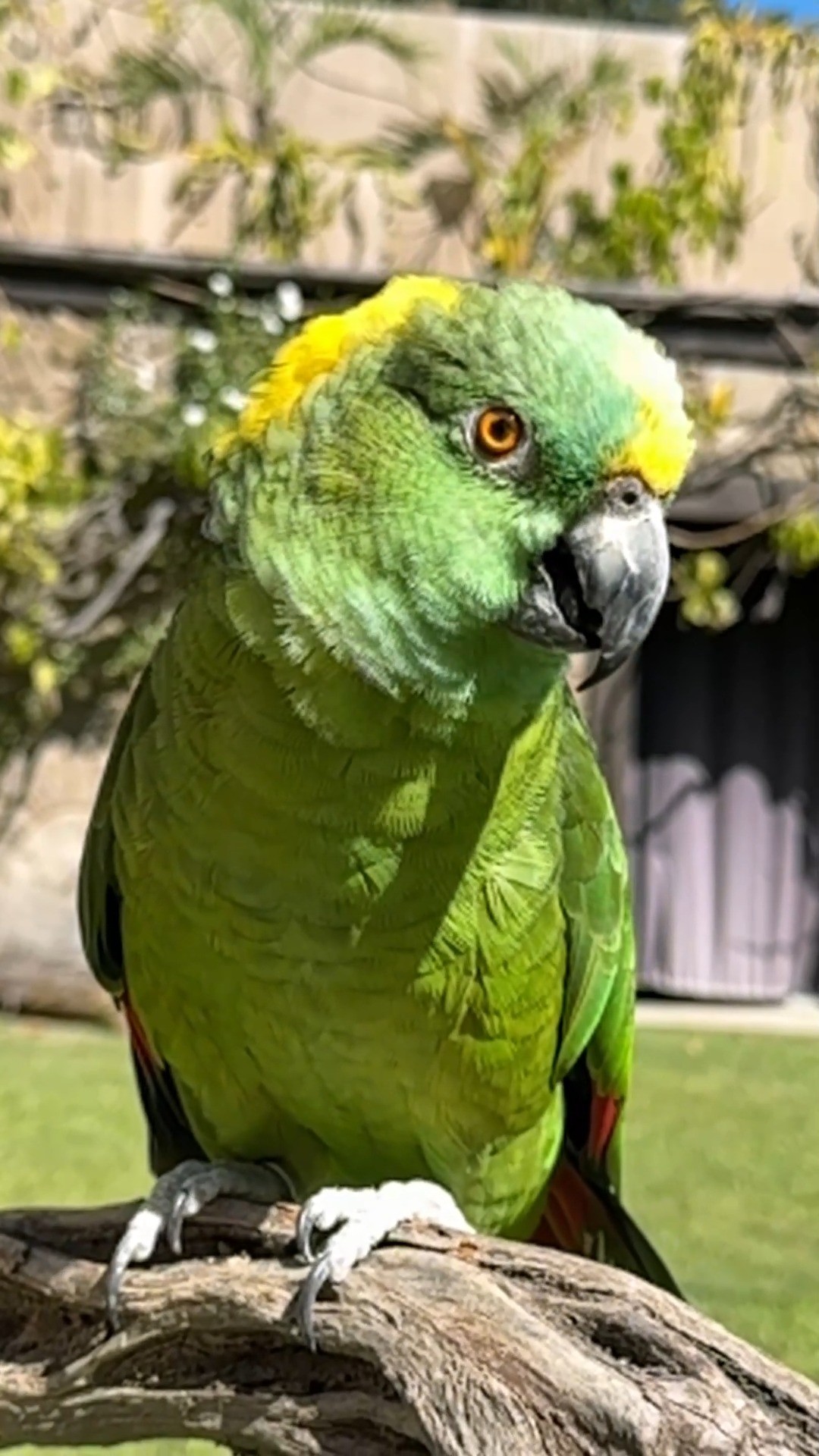 Sing It, Bogie: The Song-Loving Yellow-Naped Amazon Parrot - Zoos - USA ...