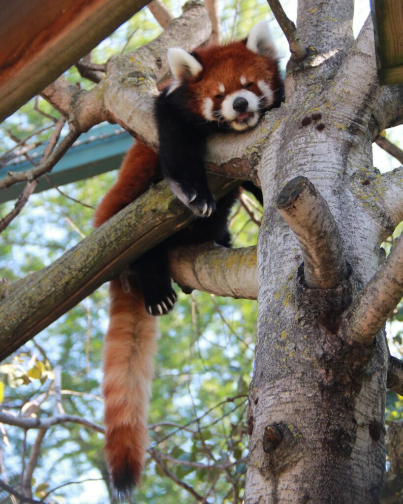 Definitive Guide To Henry Vilas Zoo Facts, List Of Animals, Reviews And Pictures On Zoo-guide.com