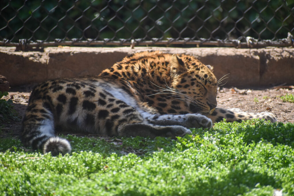 Majestic Feline: The Art Of The Big Cat Nap - Greenville Zoo Zoo Guide