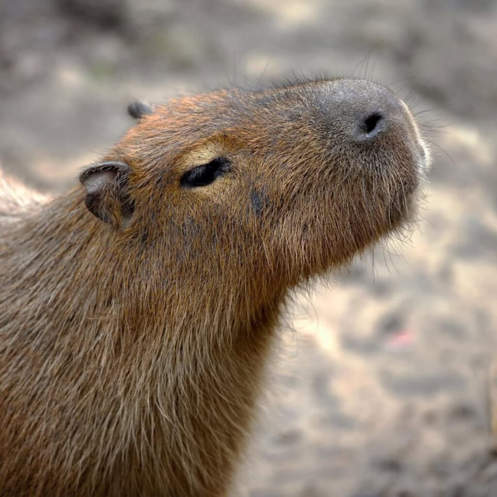 Definitive Guide To Zoológico Guadalajara Facts, List Of Animals ...