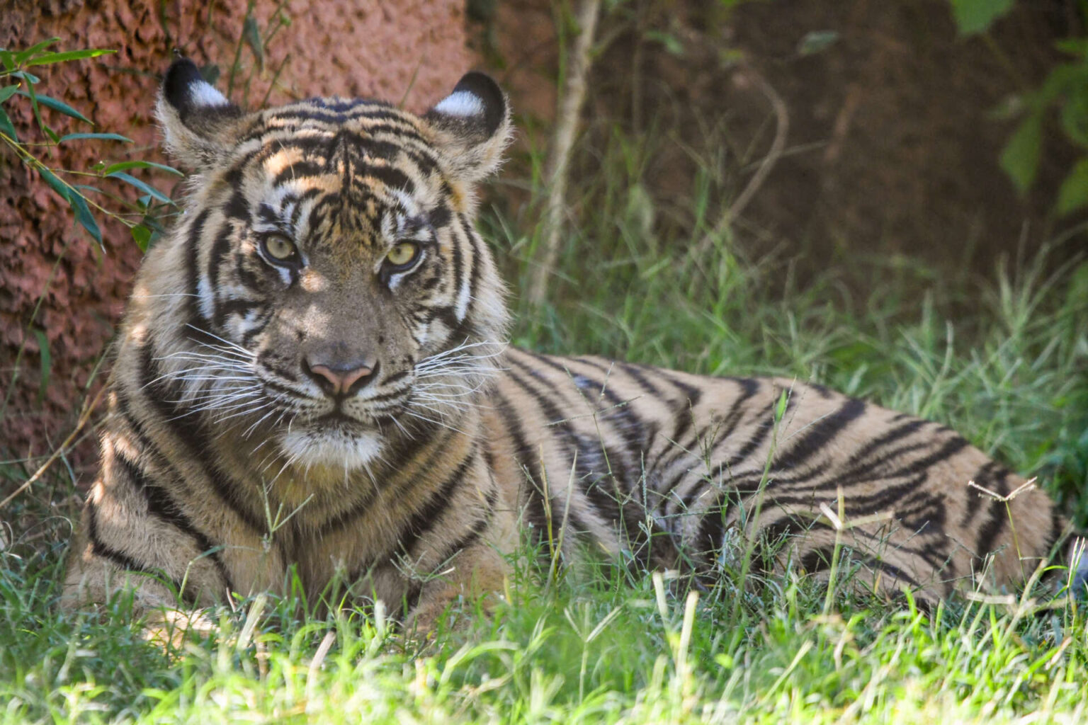 Zoo Atlanta Announces Commitment To Seven Global Conservation Efforts ...