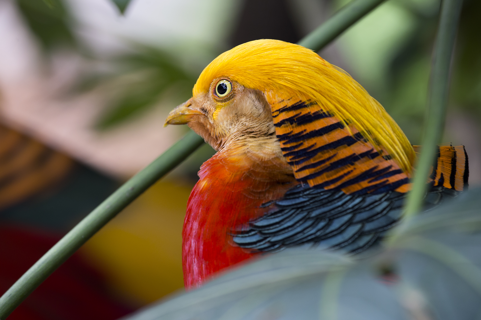 Spring Dances At Zoo Atlanta - Zoos - USA - Georgia - Atlanta Zoo Zoo Guide