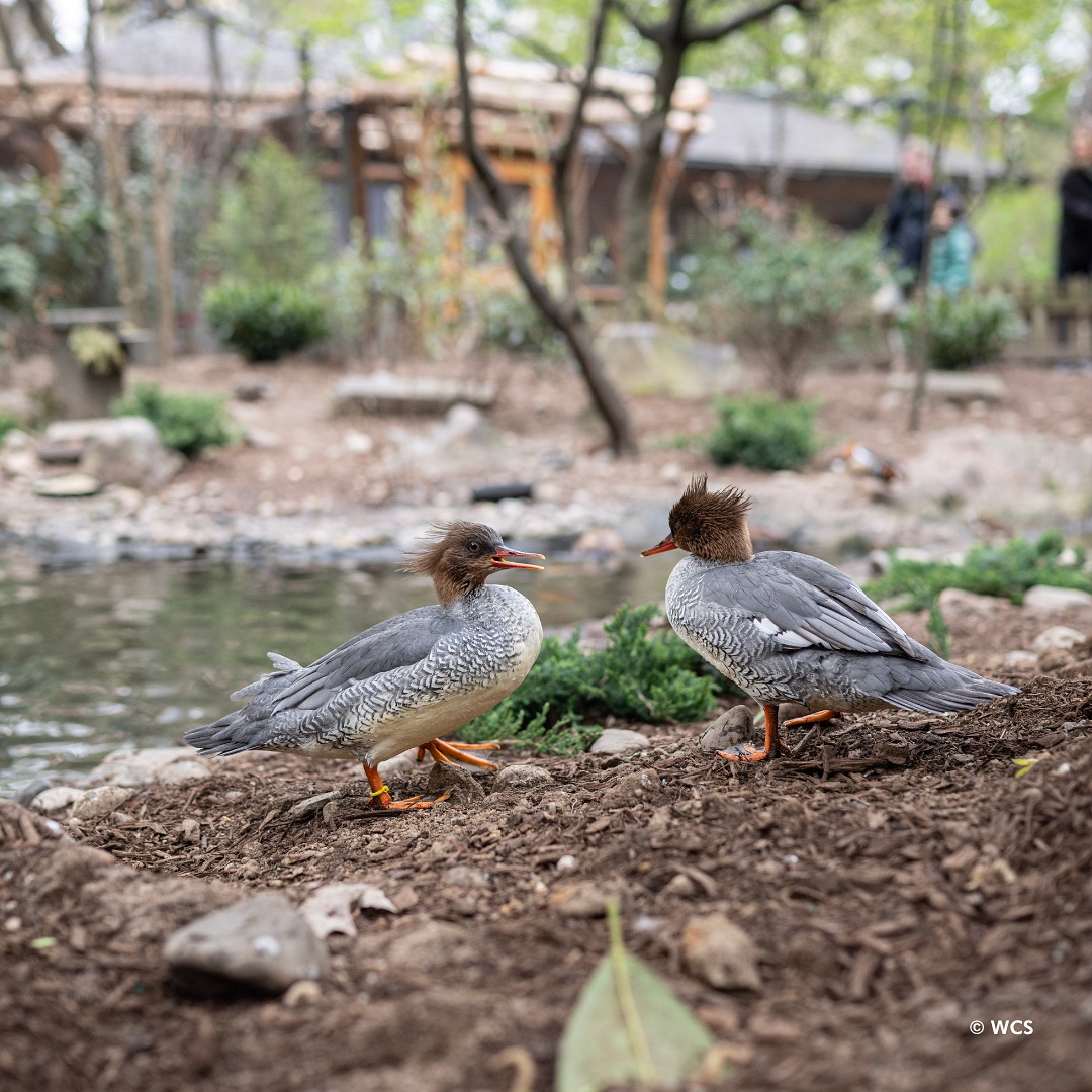 Take Campers On A Self-Guided Central Park Zoo Tour This Summer ...