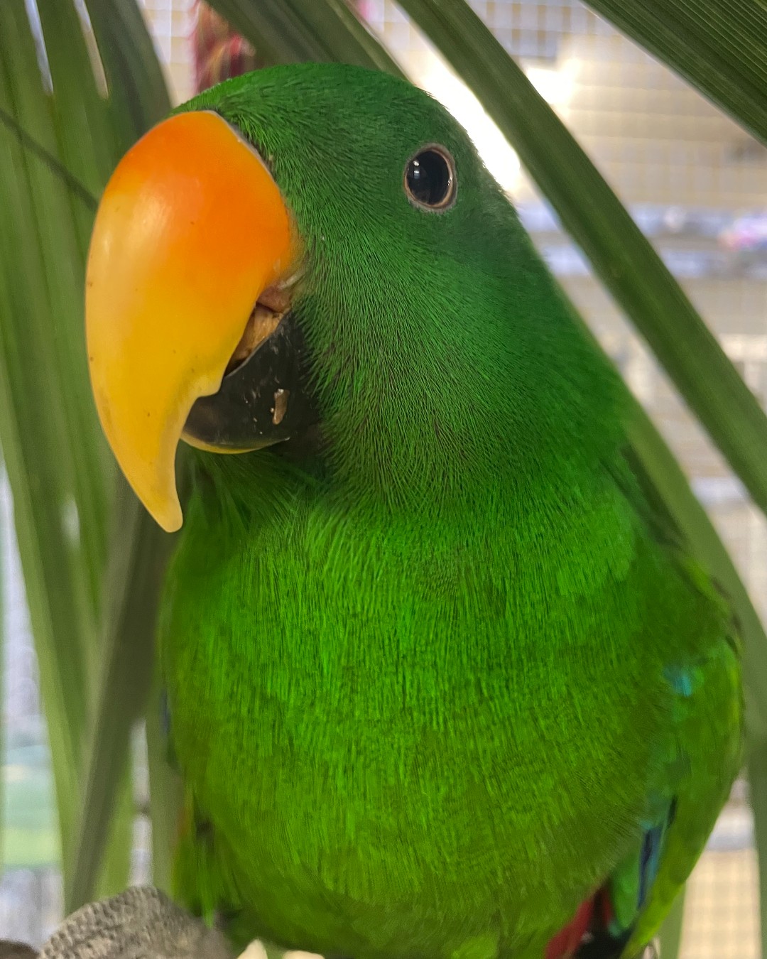 Discover World Parrot Day: Celebrating Our Colorful Companions - Zoos ...