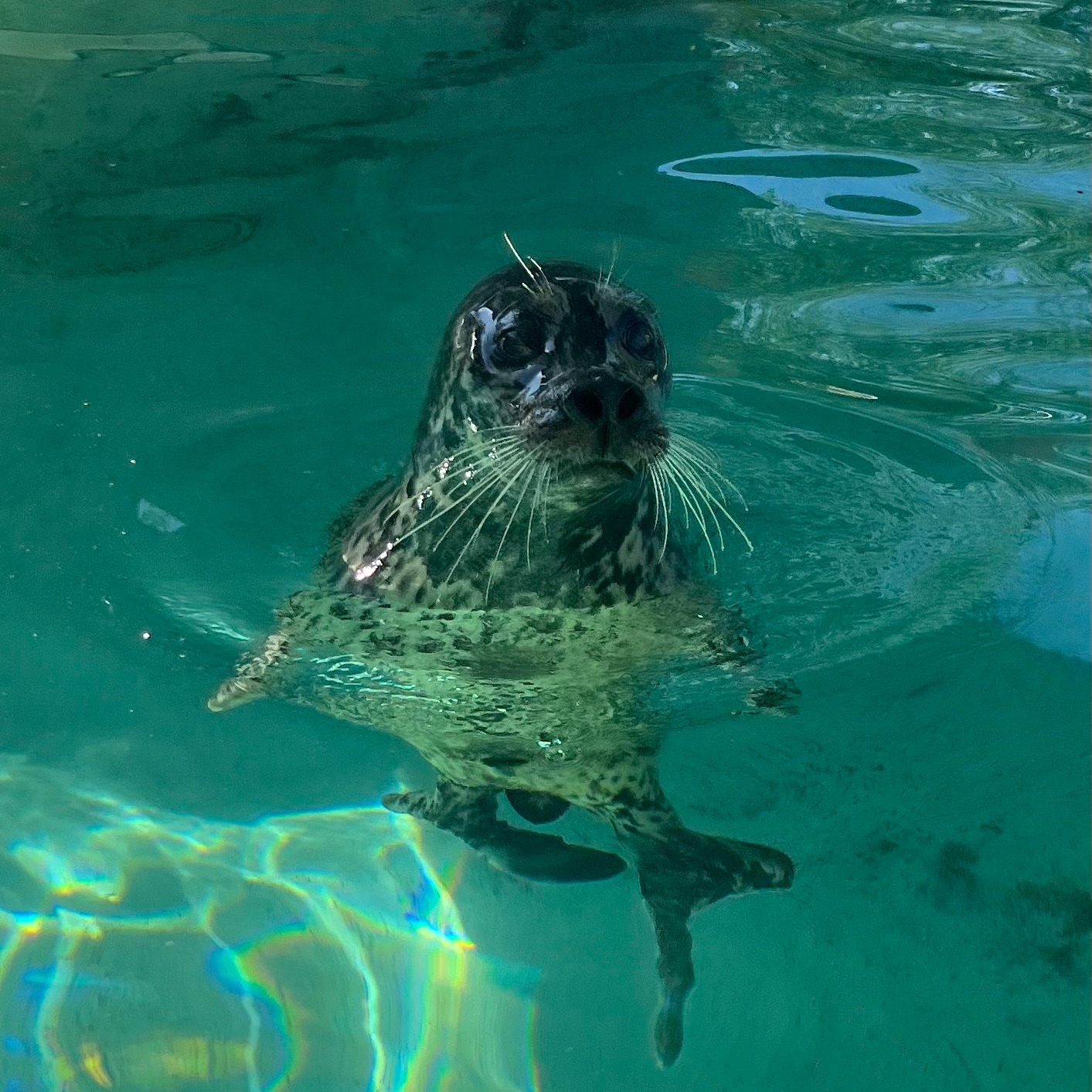 Sea The Day With Our Flippered Friends: Meet Ross And Zoey! - Zoos ...