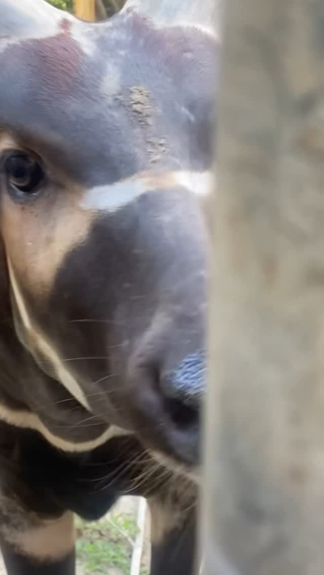 Animal Care Expert Travis Shares Insights On Bongos - Zoos - USA ...