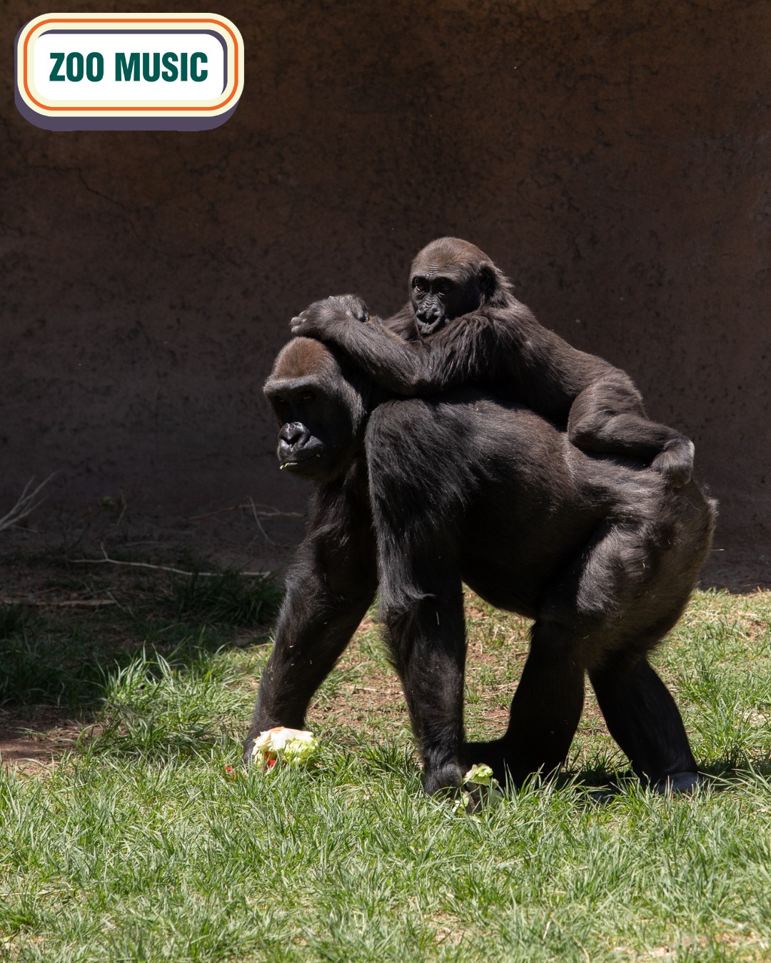 Get Tickets Now: Explore Animals At ABQ BioPark Zoo! - Zoos - USA - New ...