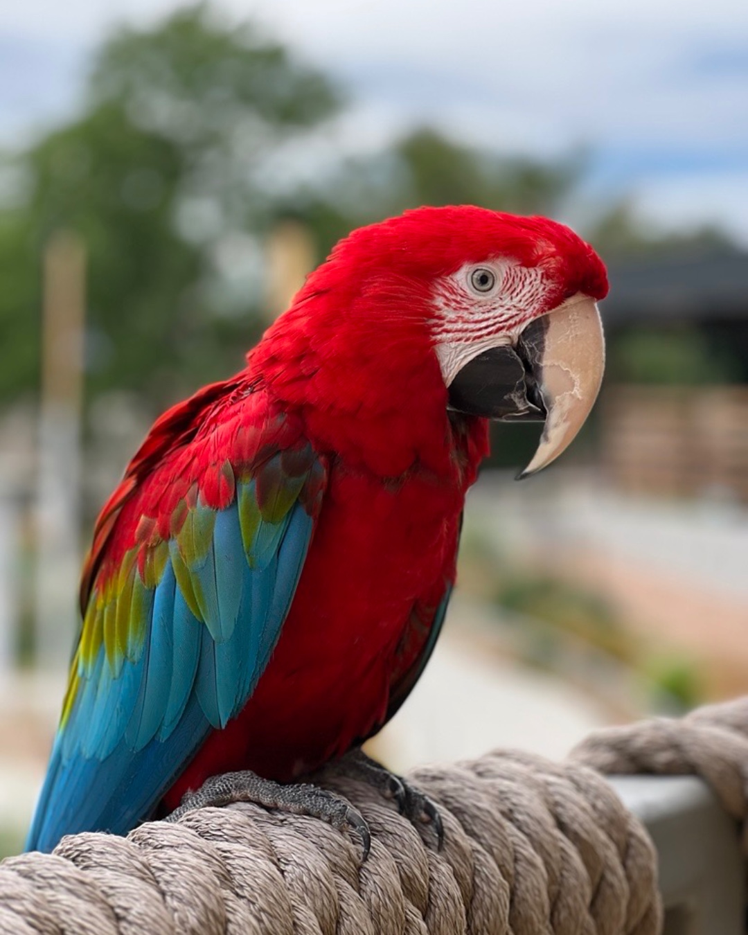 Celebrate World Parrot Day: May 31 Highlights And Insights - Zoos - USA ...