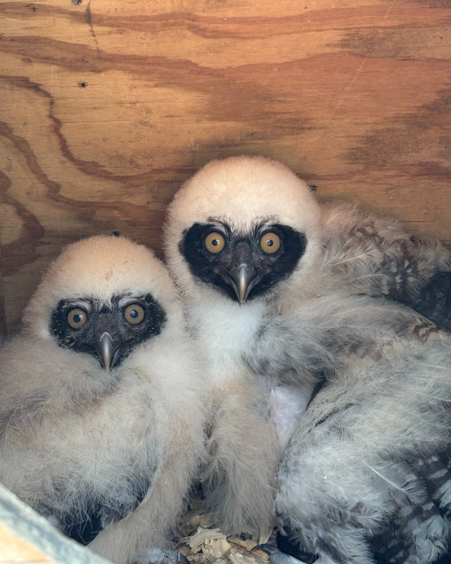 Spectacled Owl Chicks: A Rare Rainforest Discovery - Zoos - USA - Texas ...