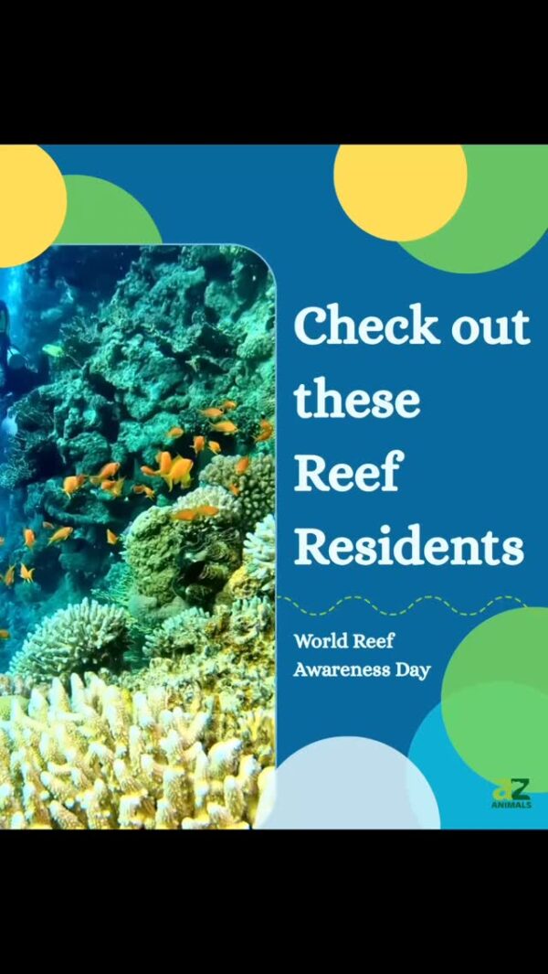 Exploring Underwater Cities Within Coral Reefs - Uncategorized Zoo Guide