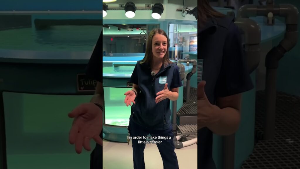 Understanding Stranding Season For Sea Turtles: An Overview - South ...