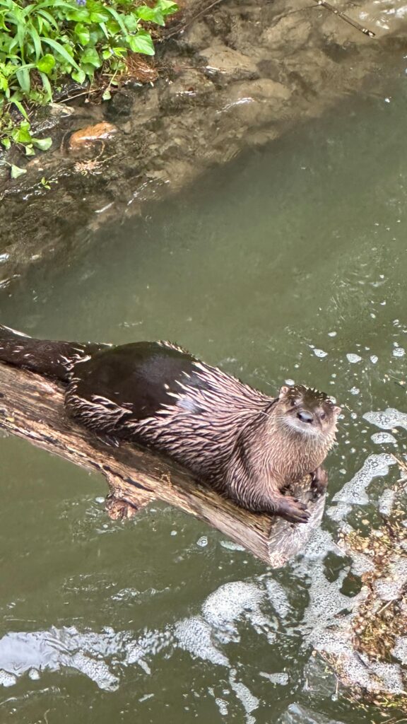 Celebrate World Otter Day With Scooter The River Otter - Zoos - USA ...