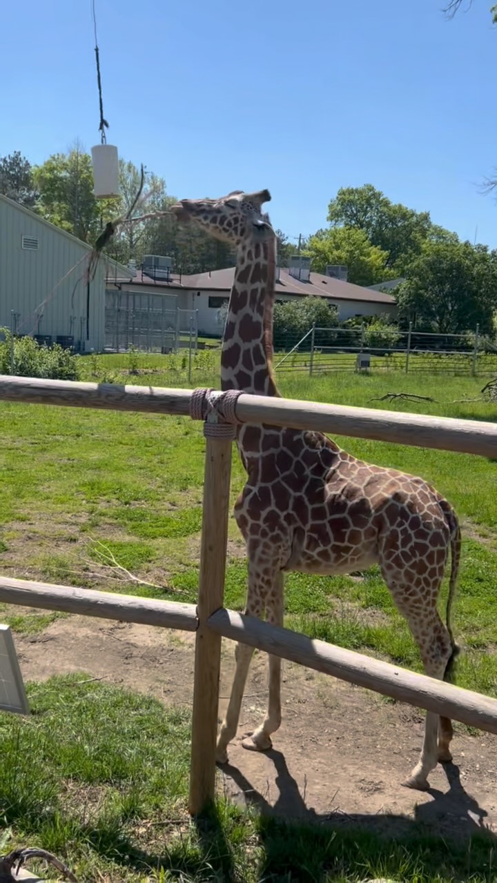 Exploring The Mystical World Of Giraffes At Topeka Zoo - Topeka Zoo Zoo ...