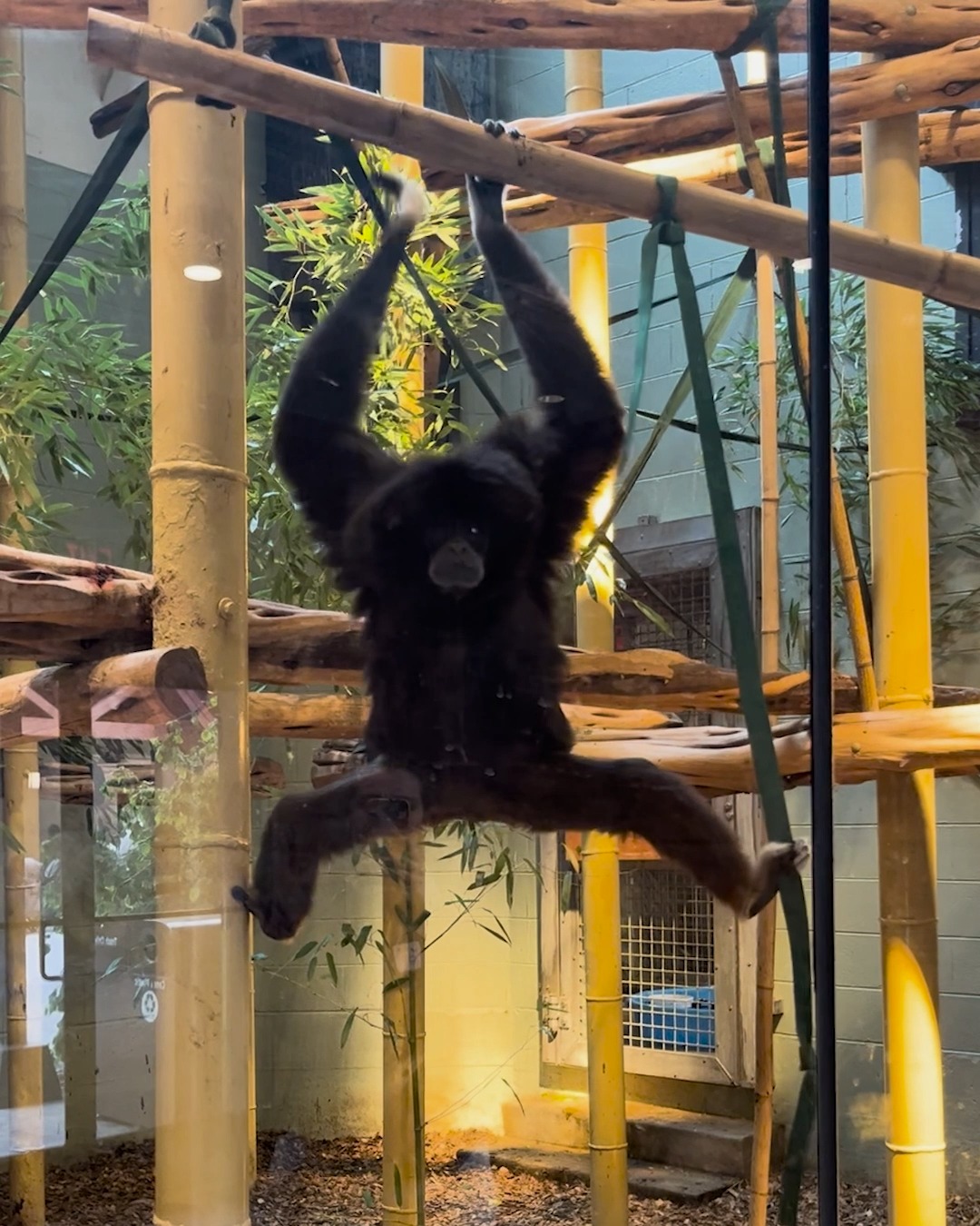 Celebrating Nipper: Zoo Knoxville's Elderly White-Handed Gibbon - Zoo ...