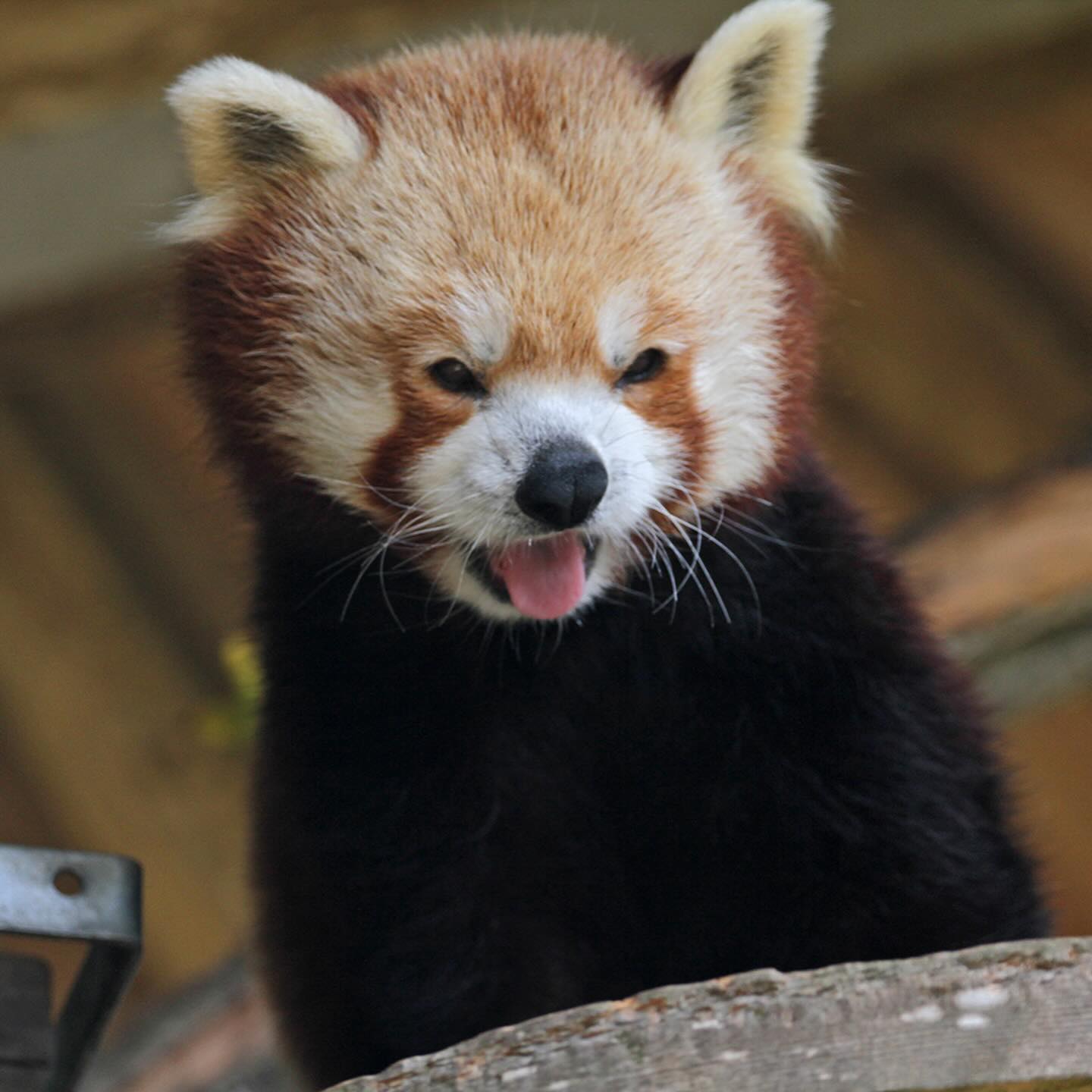 The Stages Of Red Panda Tenzing's Yawning - Zoos - USA - California ...