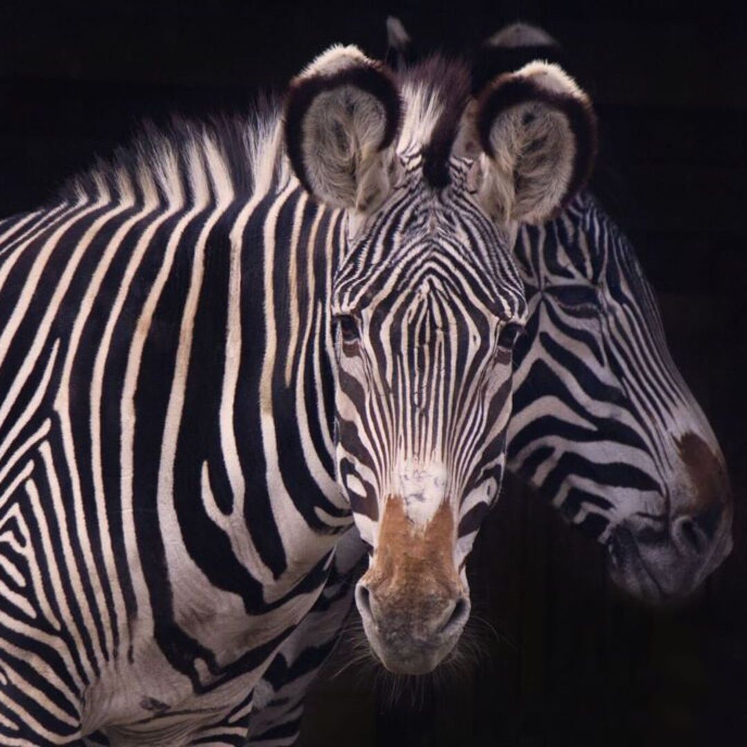This Month: Celebrate National Zoos And Aquariums Month! - Zoos - USA ...