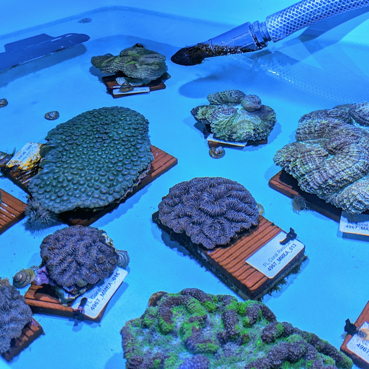 Explore The Vital Role Of Coral Reefs In Earth's Ecosystem - Riverbanks ...
