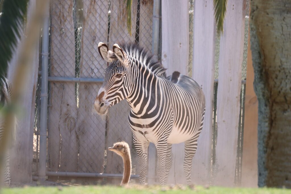 Reid Park Zoo Summer Program Starts Sunday, June 1 - Zoos - USA - Arizona - Reid Park Zoo ...