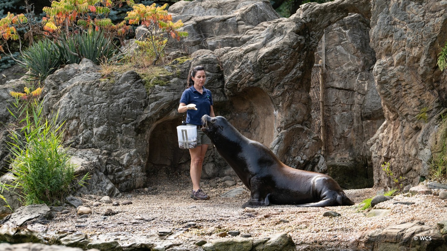 Discover Sea Lions At All Five WCS Parks! - Queens Zoo Zoo Guide