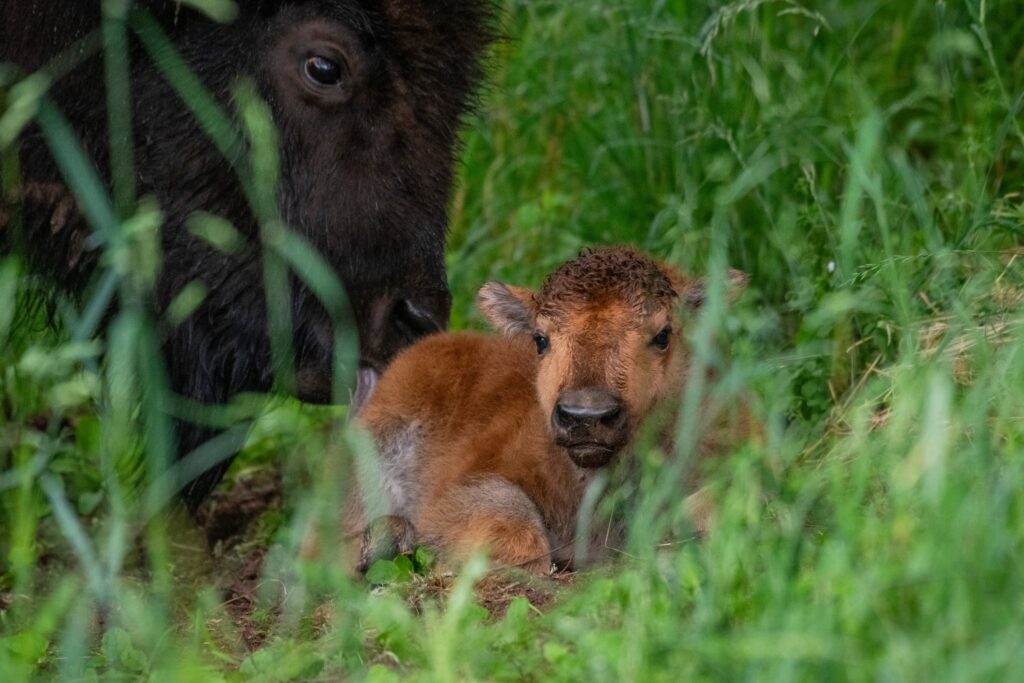 American Bison Calf's Notable Debut Over Memorial Day Weekend ...