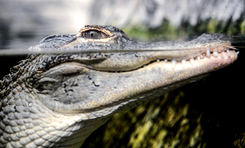 National Alligator Day: Spotting Tips In Warmer Weather - North ...