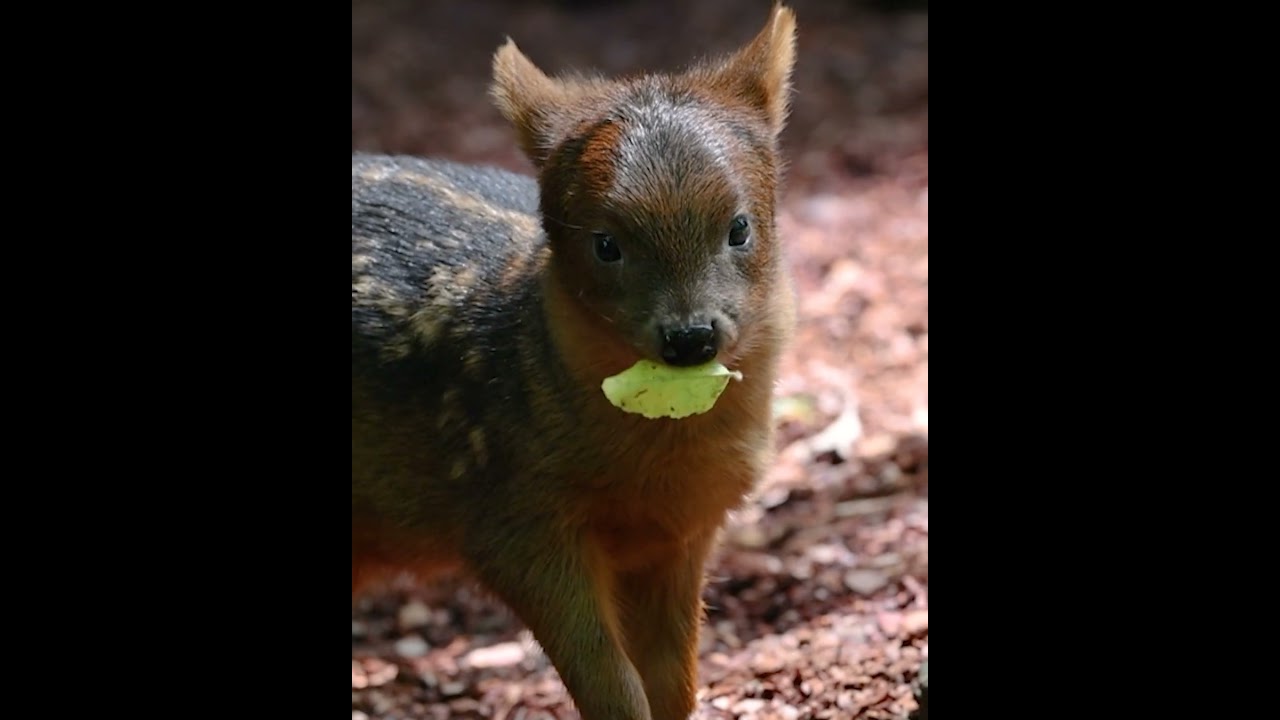 Pudu Fawn Feeding Habits - Zoos - USA - Tennessee - Nashville Zoo Zoo Guide