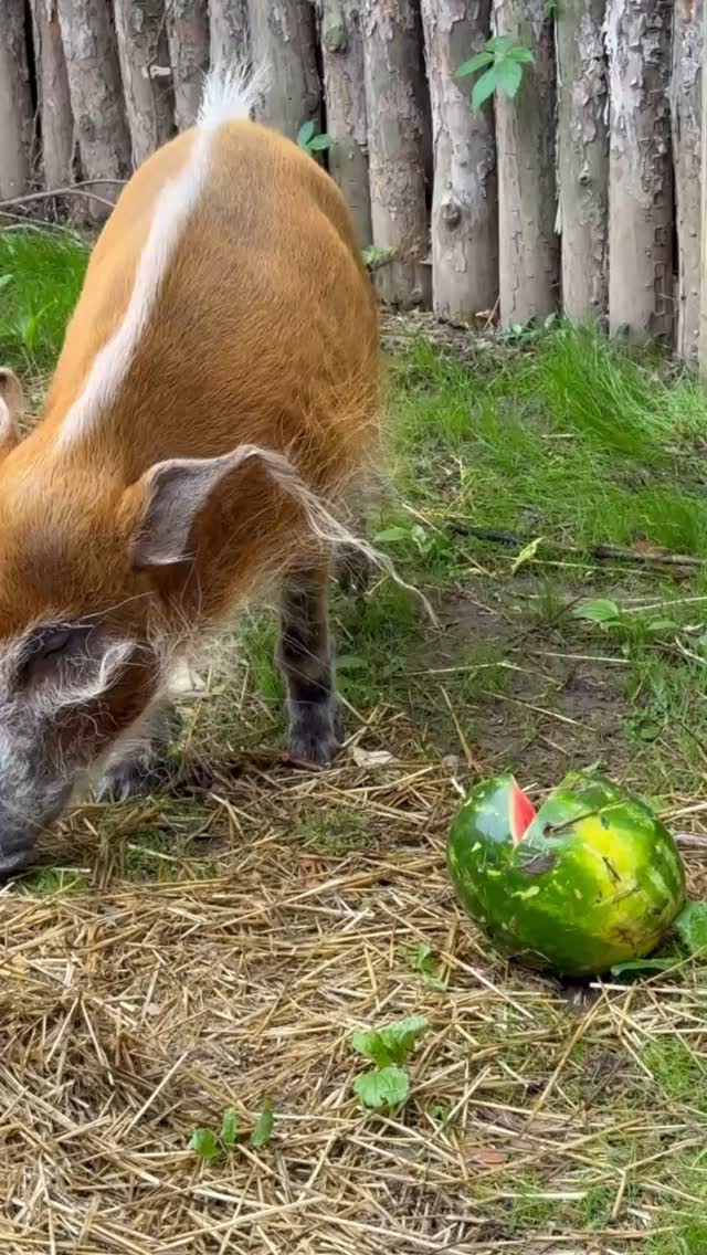 Sir Francis Bacon The Hog Enjoys Watermelon At The Zoo - Zoos - USA ...