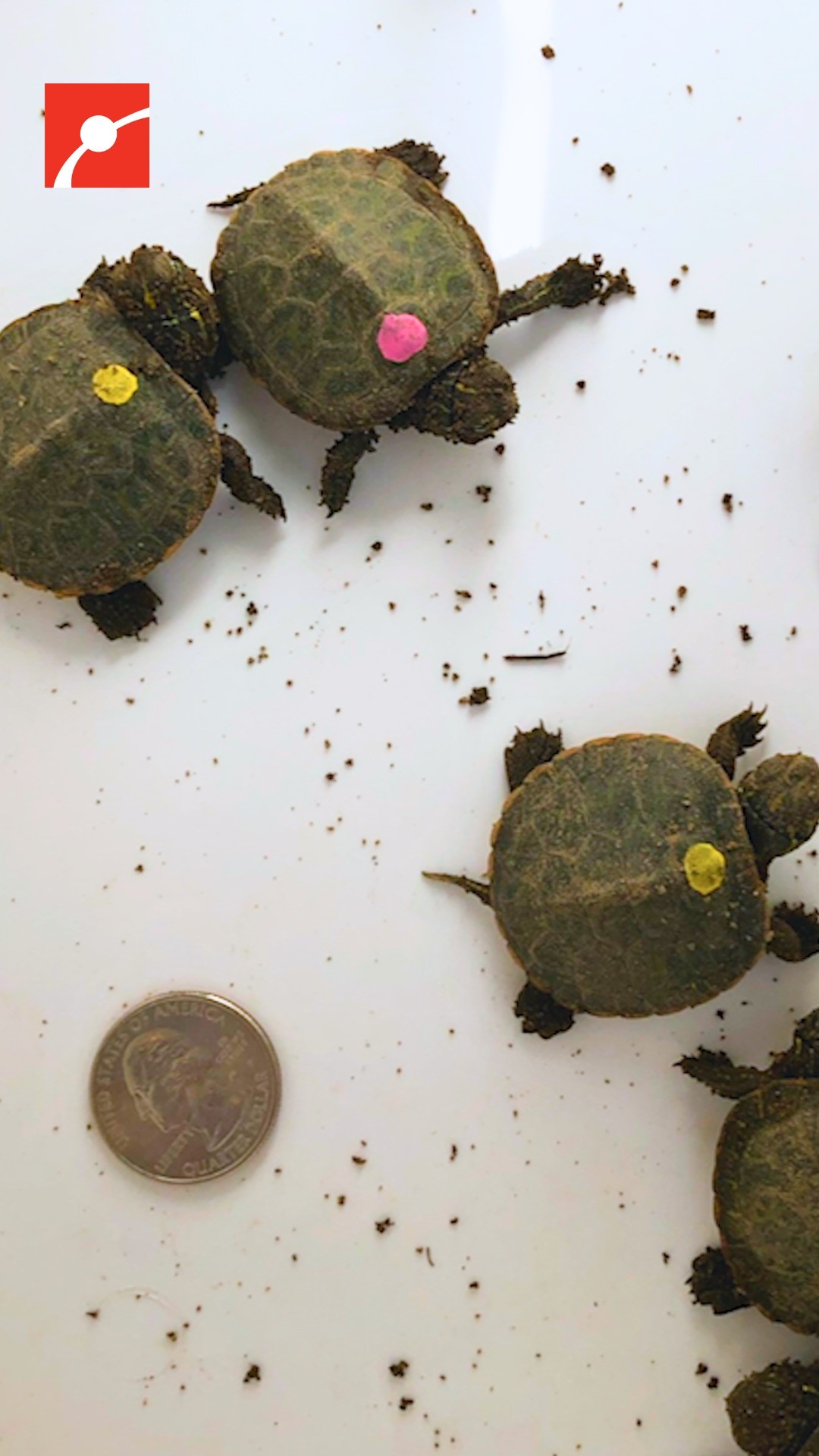 How Turtles Grow 3 Years' Worth In Just 8 Months: Keeper Jason Explains ...