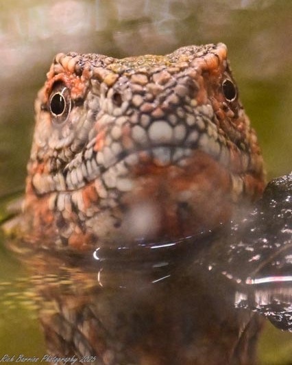Nile, Dakota Zoo's Crocodile Lizard, Wishes You A Happy Monday ...
