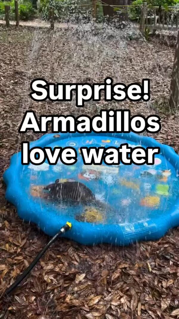 Armadillos Enjoy Water: Surprising Swimming Abilities Revealed ...