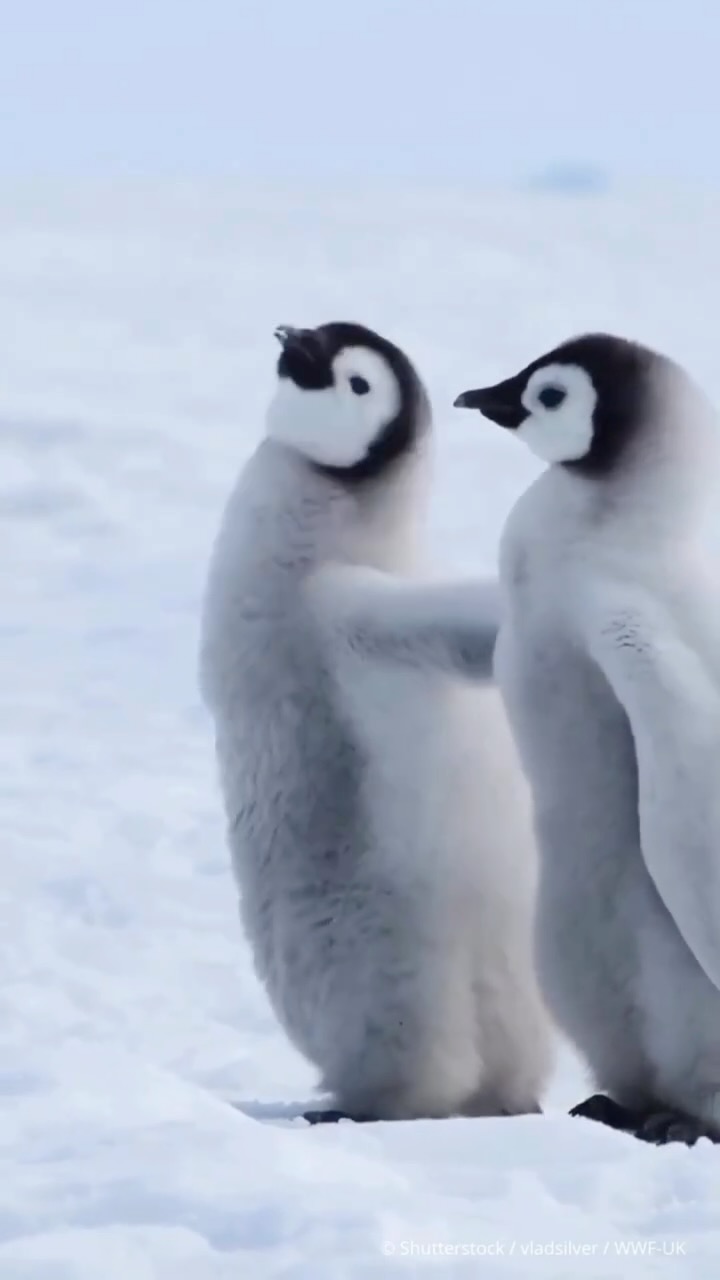 Emperor Penguin Chicks: Waddling Into The Weekend - Uncategorized Zoo Guide
