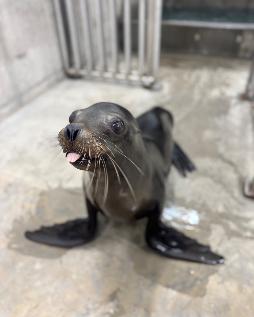 Celebrating World Sea Lion Day: Meet Our Stars, Luci And Ady - Zoos ...