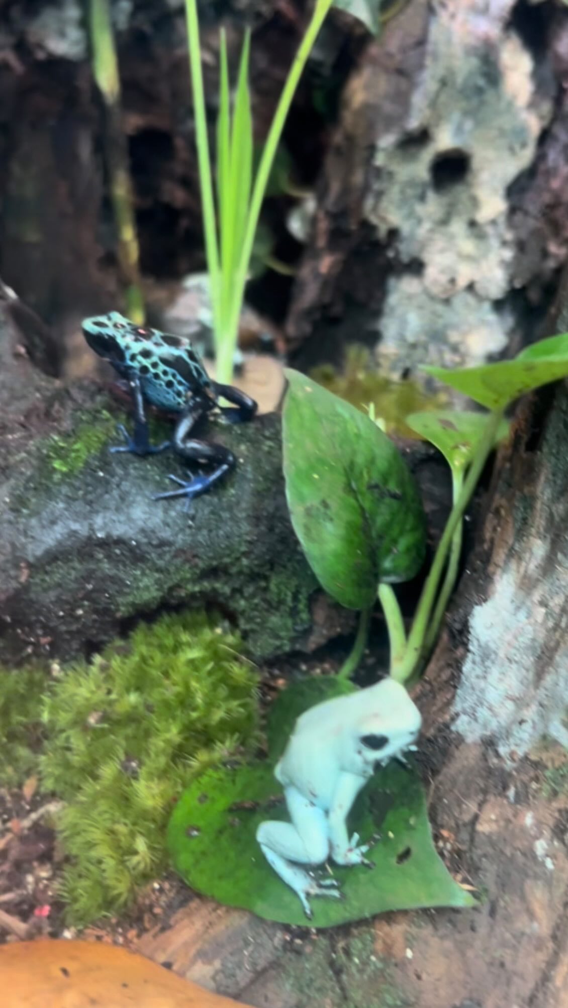 Discover How Audubon Aquarium Maintains Its Dart Frog Habitat - Audubon ...