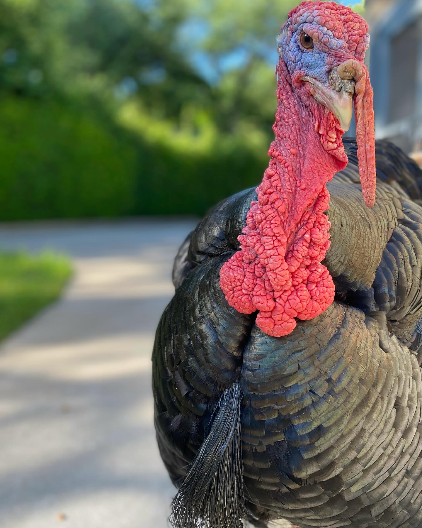 Compliment Merlin The Wild Turkey On His Beauty! - Zoos - USA - Texas ...