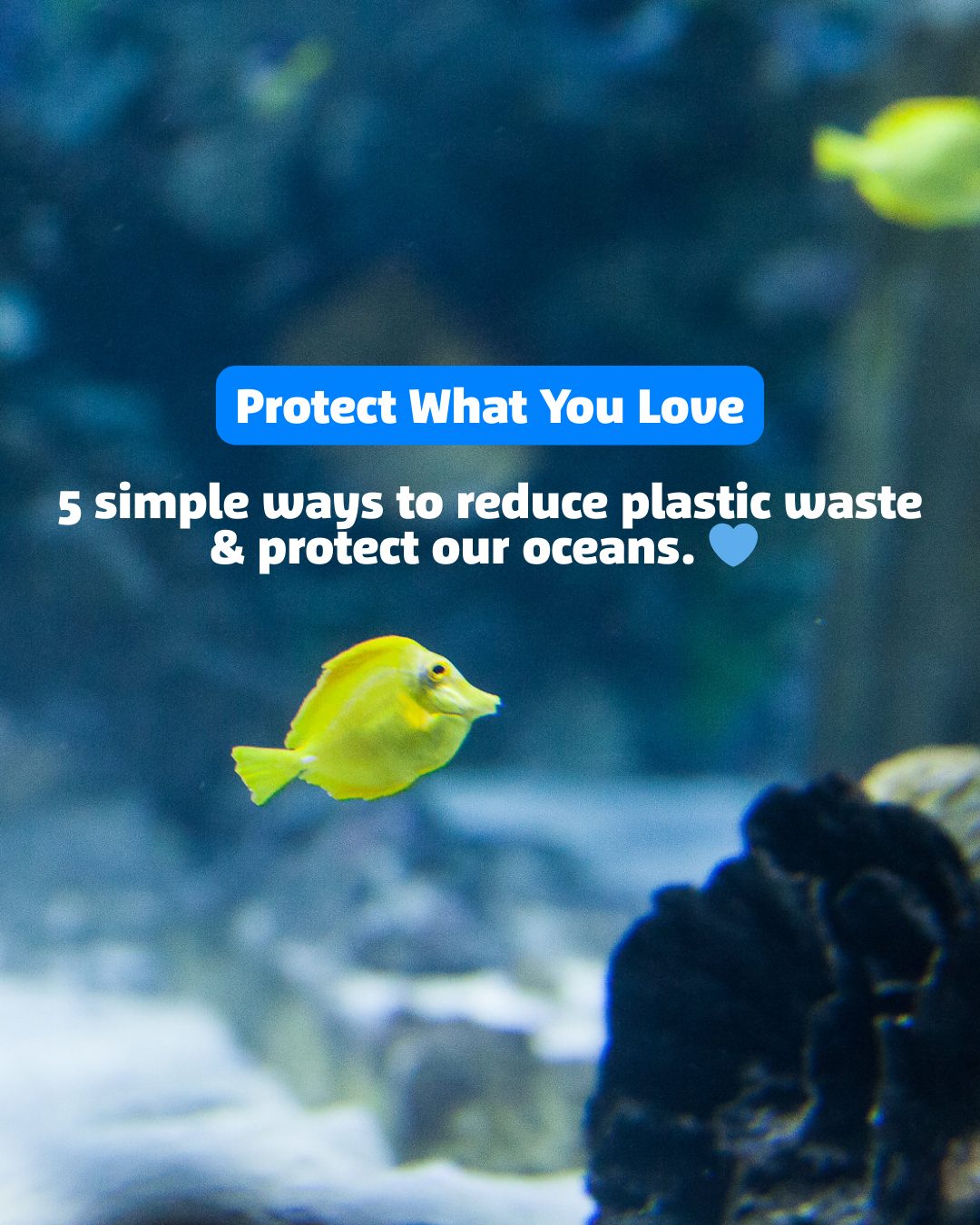 Cherishing The Ocean: Our Widespread Love For Marine Life - SEA Life AZ ...