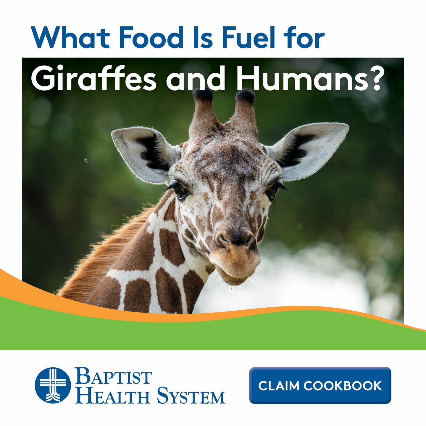 Giraffes And Humans: Shared Benefits Of Eating Leaves - Zoos - USA ...