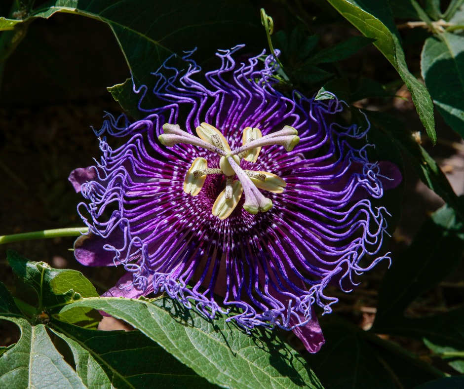 Passiflora 'Incense': A Whimsical Blooming Beauty - Arizona Sonora ...