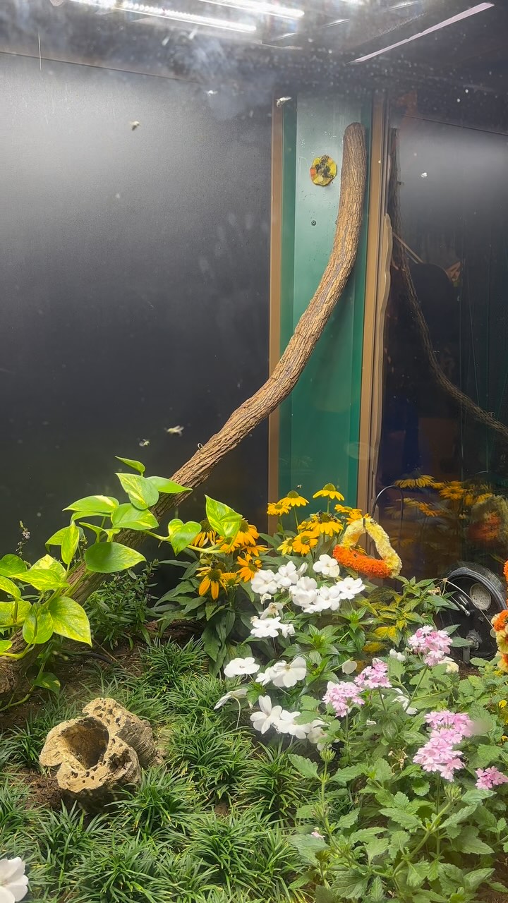 Discover The Impressive Bumble Bee Colony At Audubon Insectarium ...