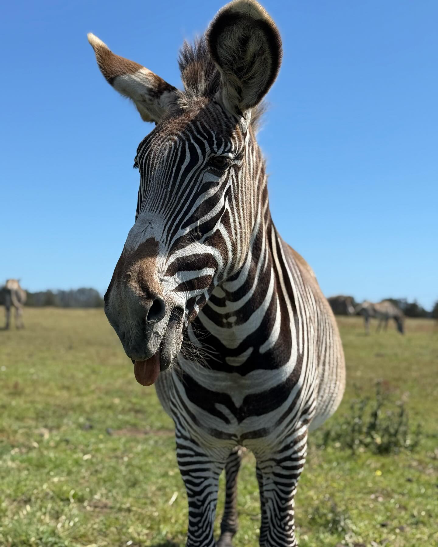 Happy Tongue-Out Tuesday From Sarah, Our Grevy’s Matriarch! - B. Bryan ...