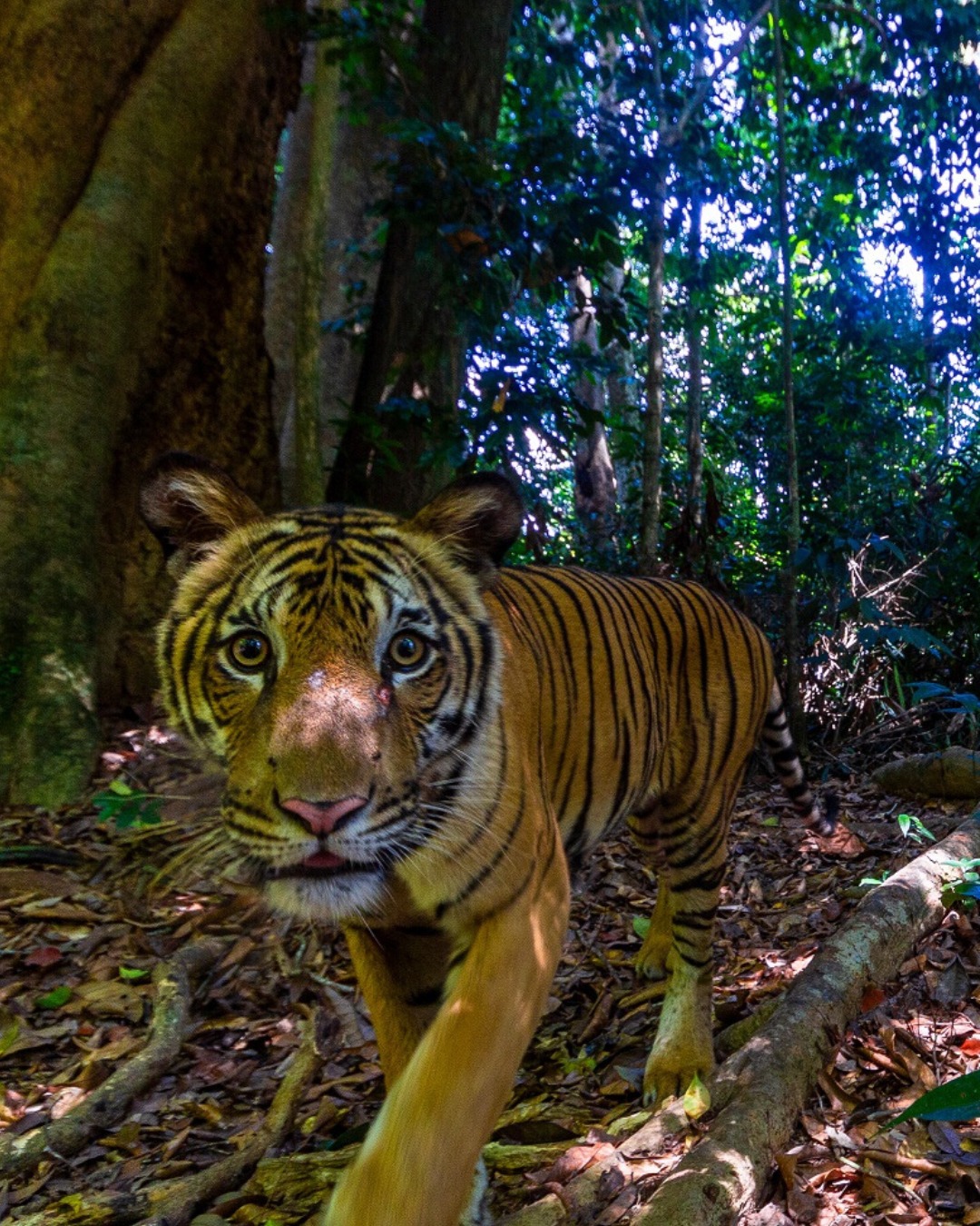 Incredible Individuals And Communities Shaping Our Planet's Future - Uncategorized Zoo Guide