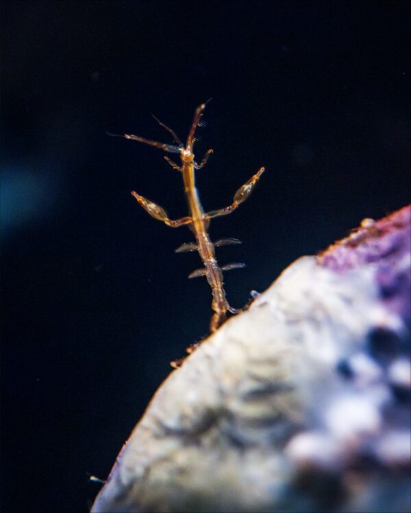 Unveiling The Enigma Of The Unique Skeleton Shrimp - Steinhart Aquarium ...