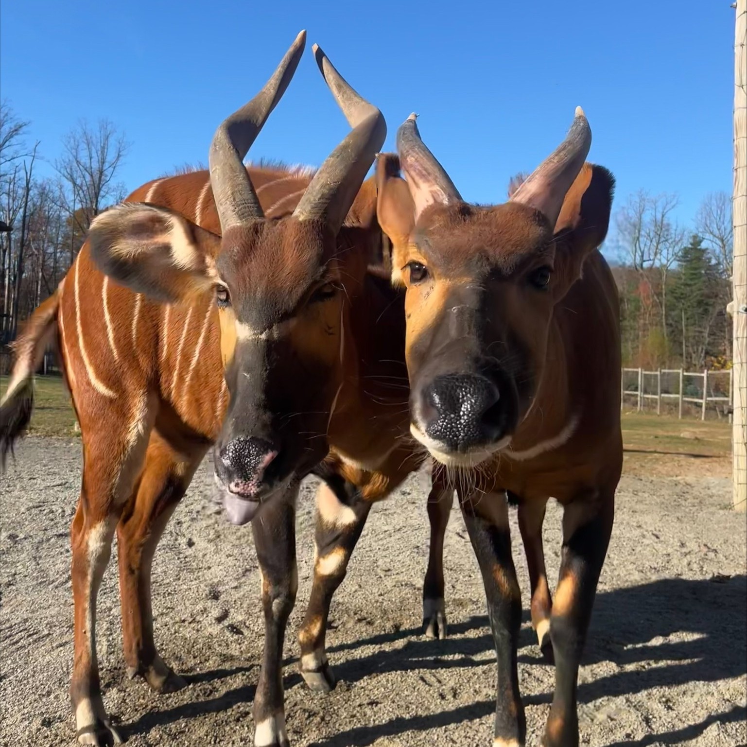 Celebrate World Bongo Day: Meet Rosie, Anuli, And Zito! - Turtle Back ...