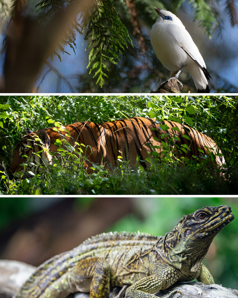 Definitive Guide To Woodland Park Zoo Facts, List Of Animals, Reviews And Pictures On Zoo-guide.com