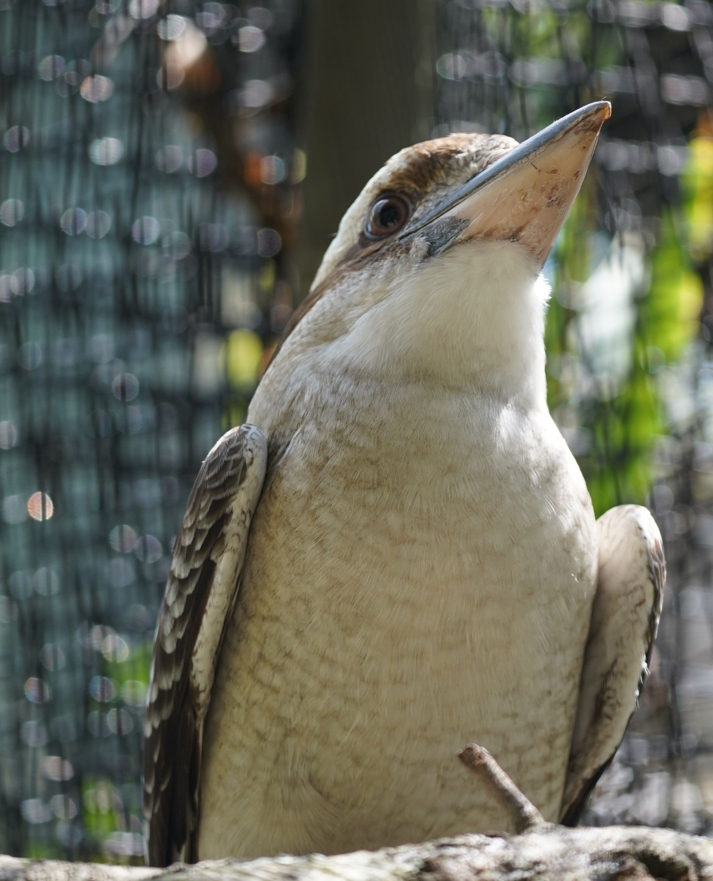 Discover The Iconic Call Of The Kookaburra In Jungle Films - Zoos - USA ...